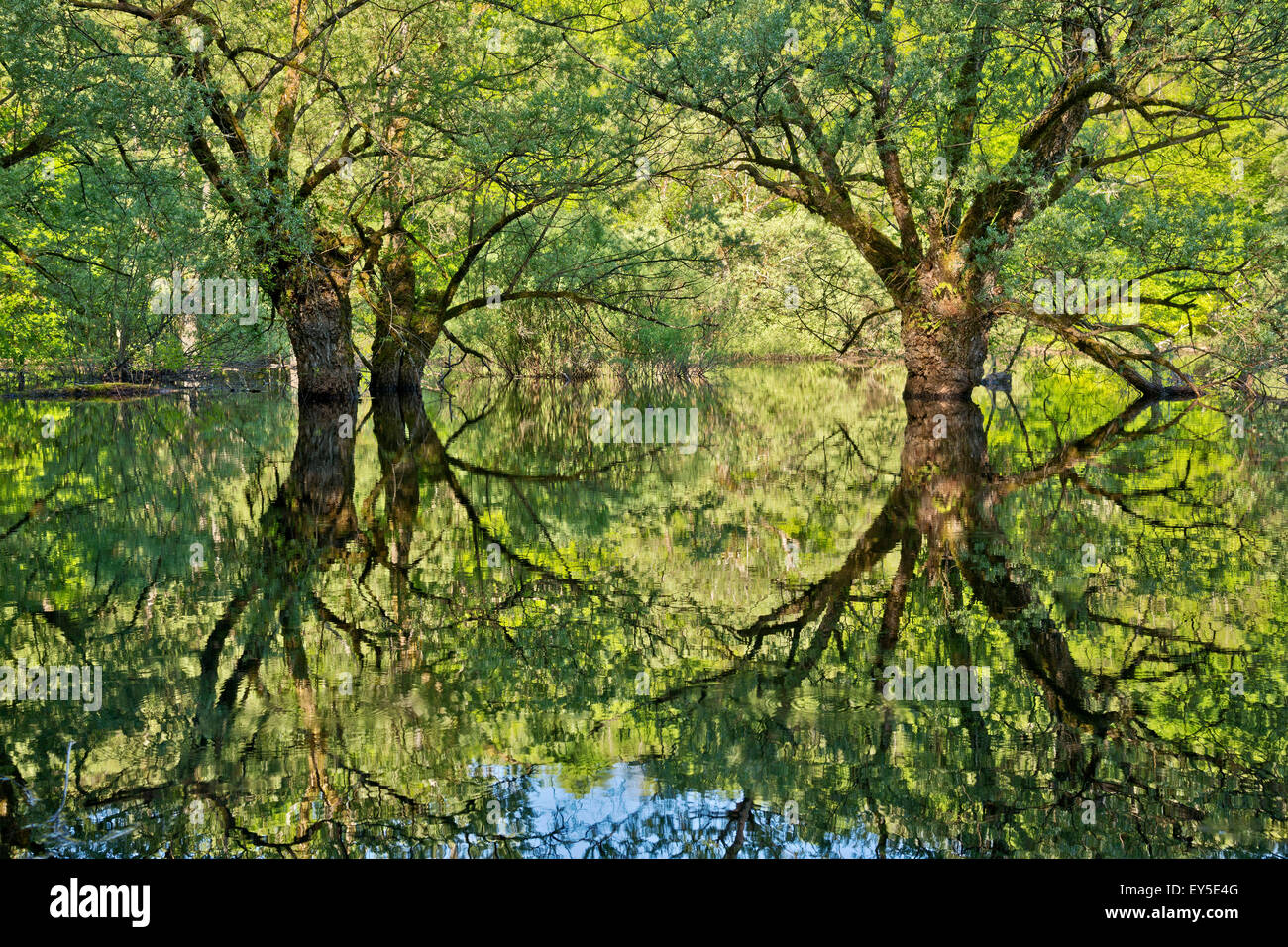 Reflection on Lake Bret spring - Bugey France Semi-temporary lake ...