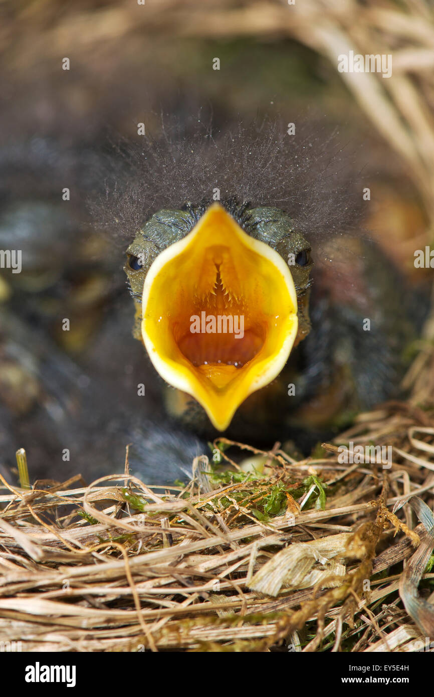 Black redstart phoenicurus ochruros nest hi-res stock photography and ...