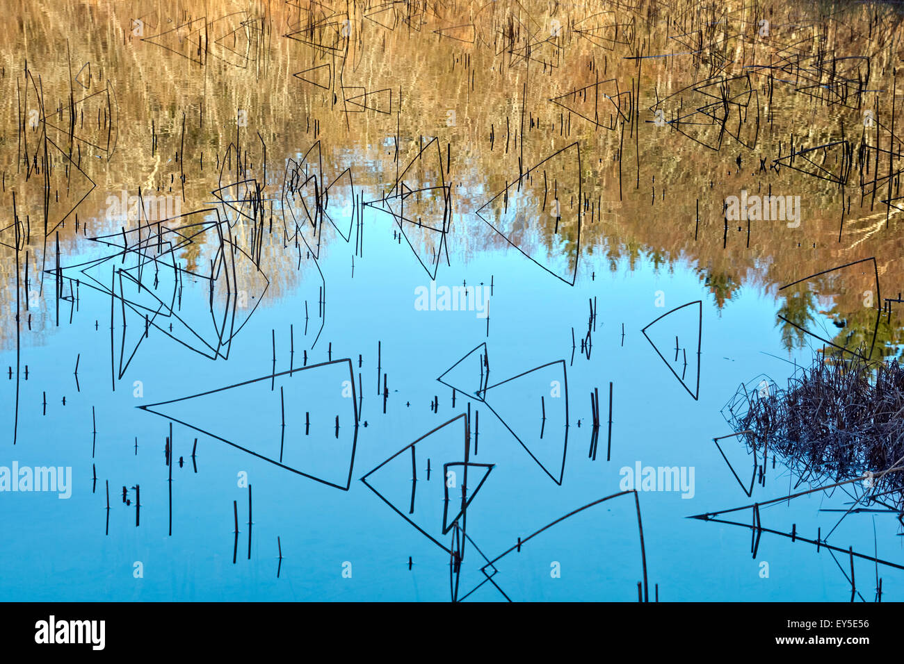Rushes and reflections in Lake Ambléon - Bugey France Stock Photo - Alamy