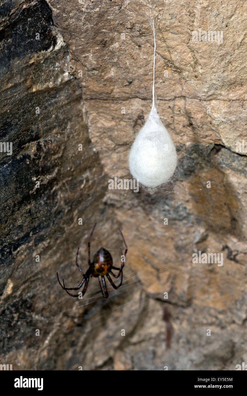 Cave Spider and its cocoon in a cave - France Stock Photo - Alamy