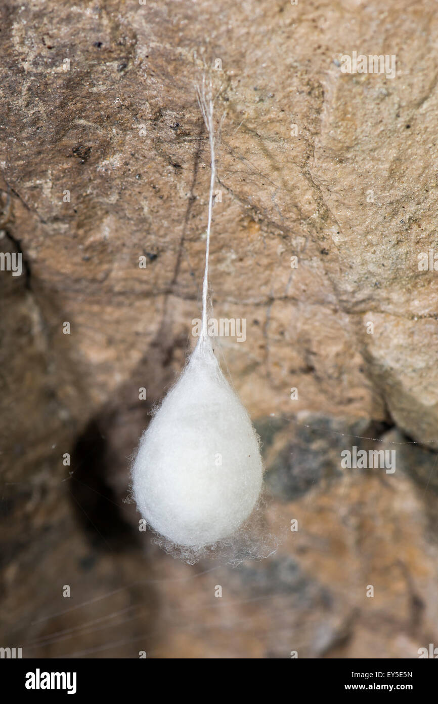 Spider cocoon hi-res stock photography and images - Alamy