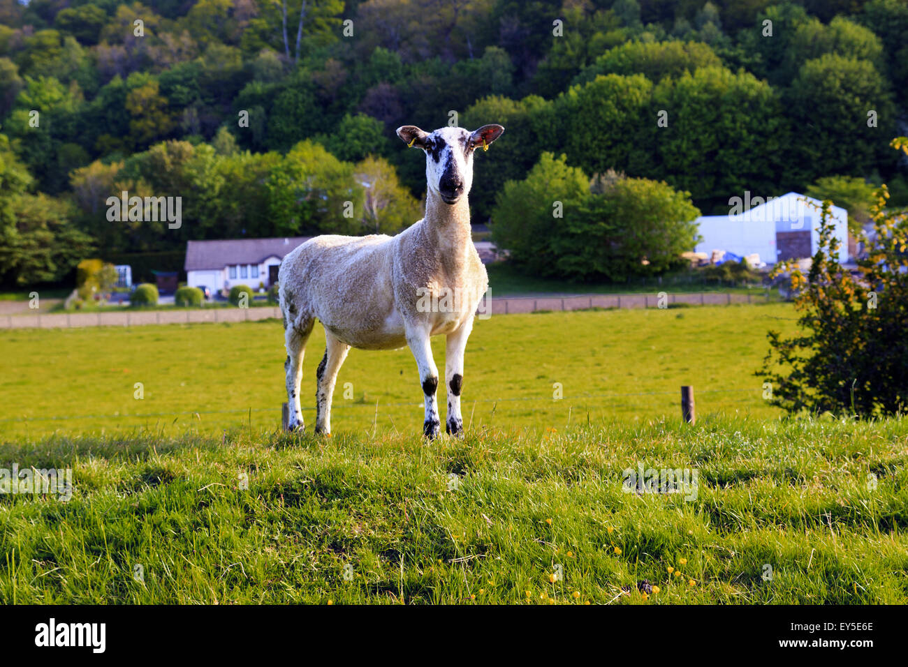 Sheared sheep hi-res stock photography and images - Alamy
