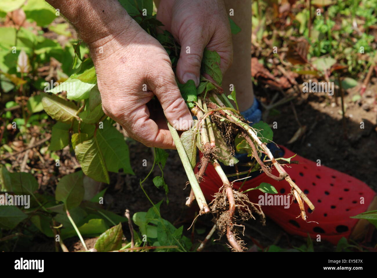 Weeding of japanese knotweed in a garden Stock Photo - Alamy