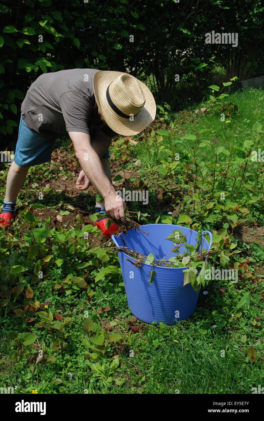 Weeding of japanese knotweed in a garden Stock Photo - Alamy