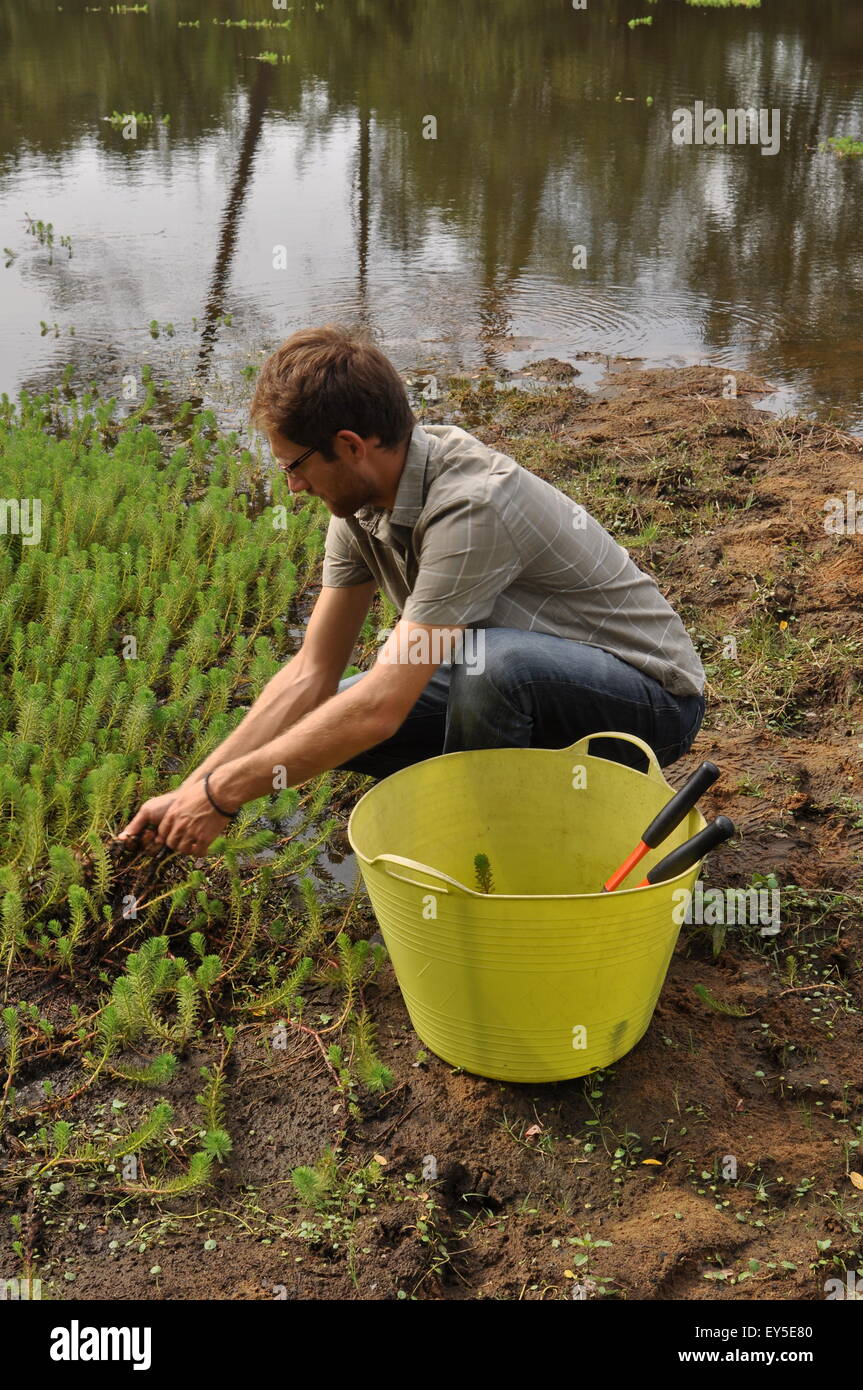 Weeding of parrot feather watermilfoil in a garden Stock Photo - Alamy