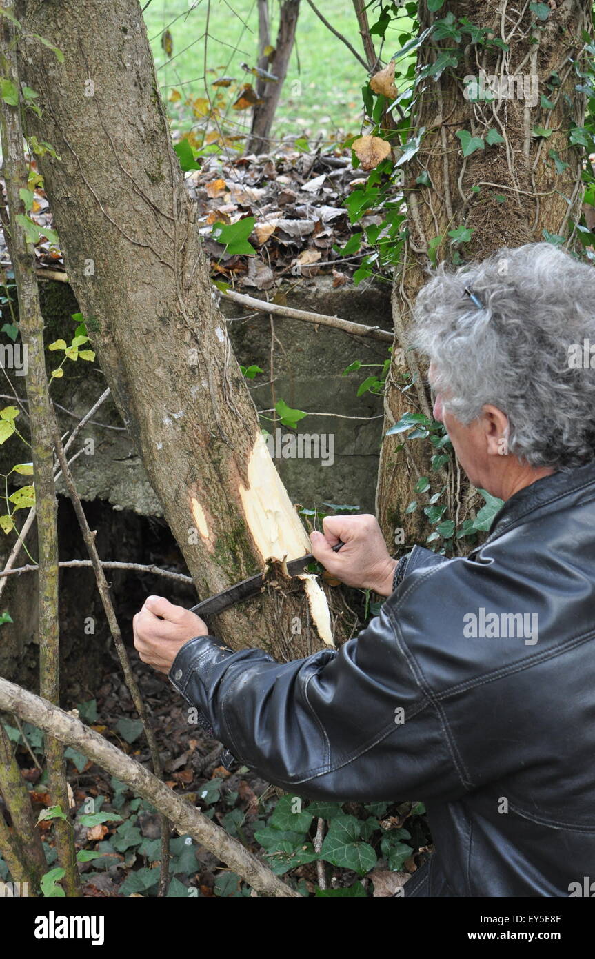 Removing bark of a maple in a garden Stock Photo - Alamy