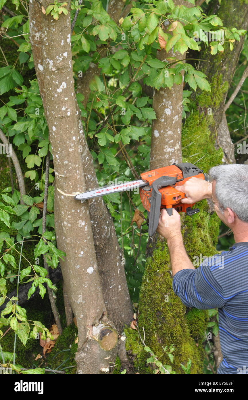 Removing bark of a maple in a garden Stock Photo - Alamy