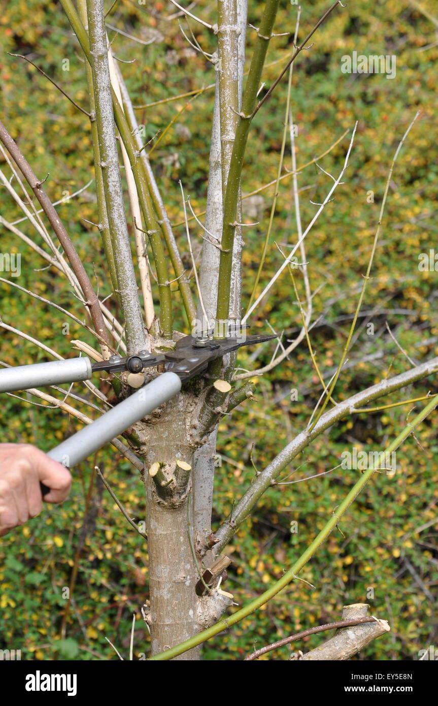 Shape pruning of a maple in a garden Stock Photo - Alamy