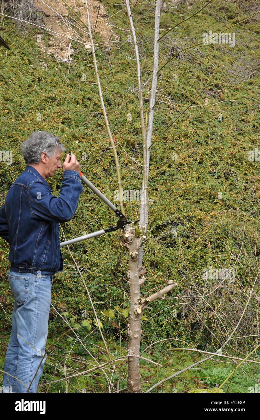 Shape pruning of a maple in a garden Stock Photo - Alamy