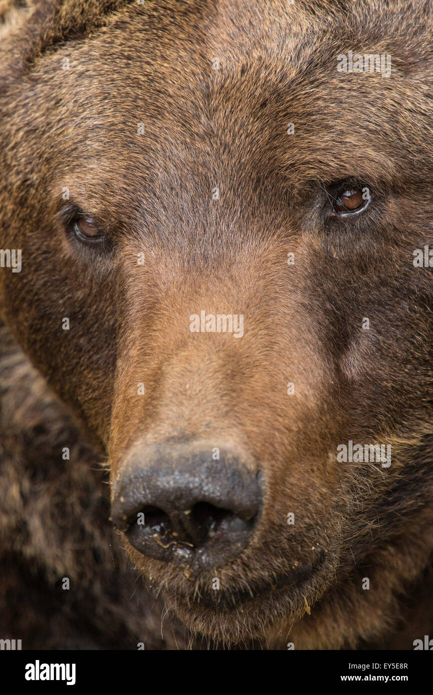 Portrait of Brown Bear - Pyrenees France Animal Park Angles Stock Photo ...