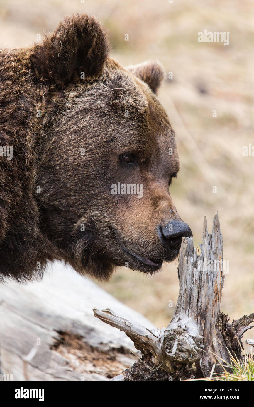 Portrait of Brown Bear - Pyrenees France Animal Park Angles Stock Photo ...