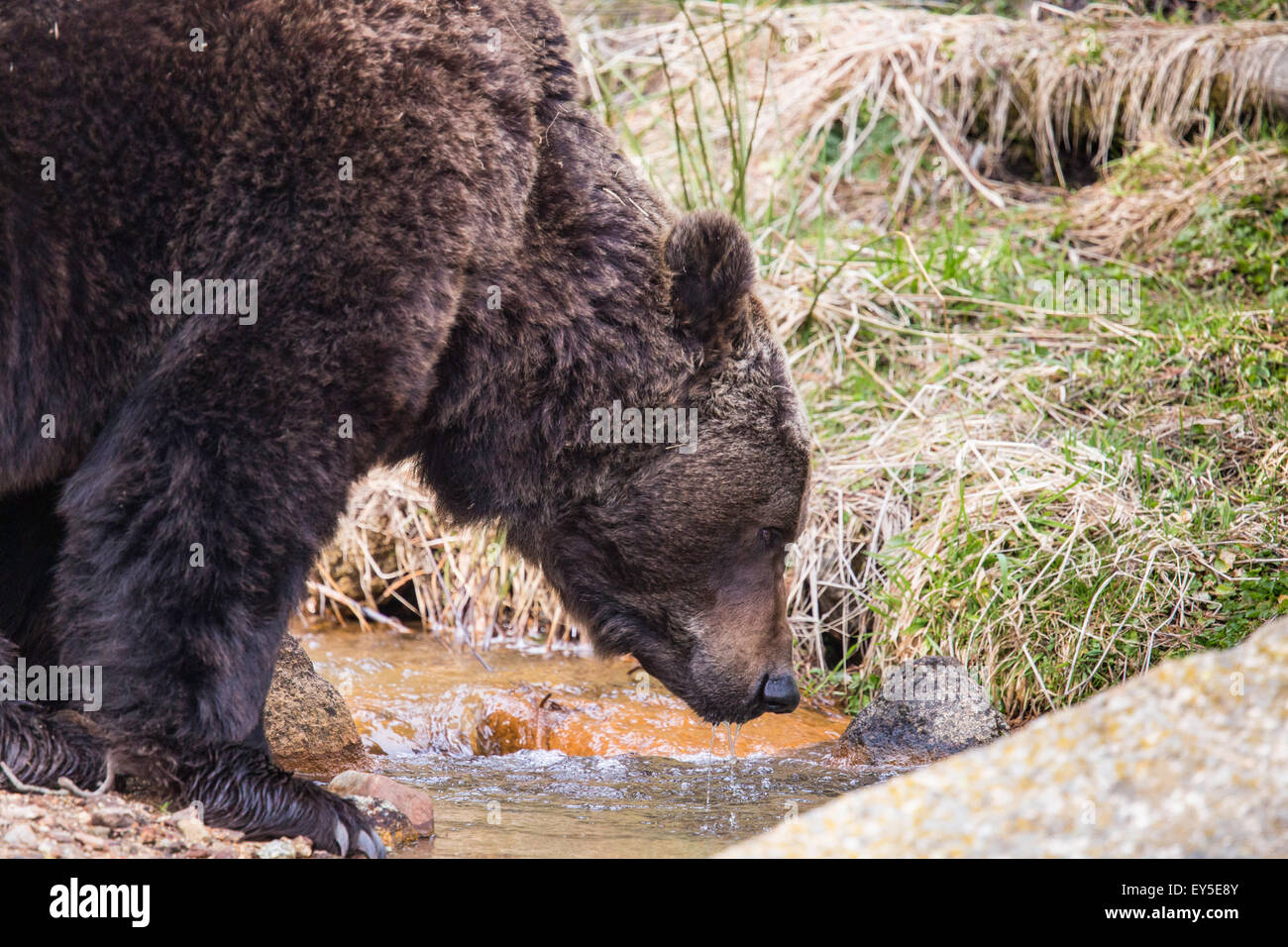 Portrait of Brown Bear drinking - Pyrenees France Animal Park Angles ...