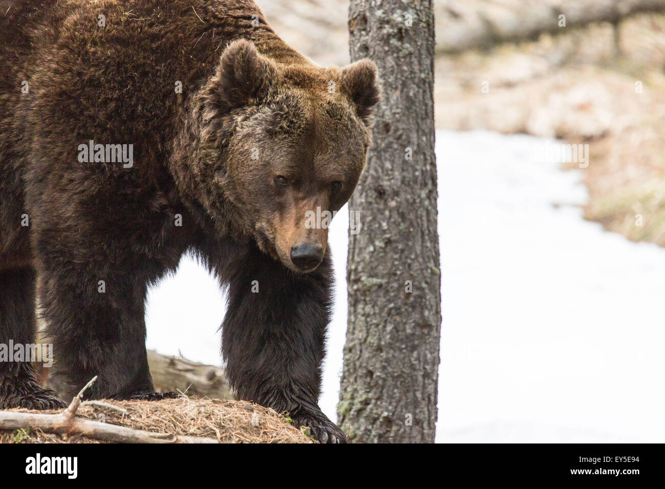 Brown Bear - Animal Park Angles Pyrenees France Stock Photo - Alamy