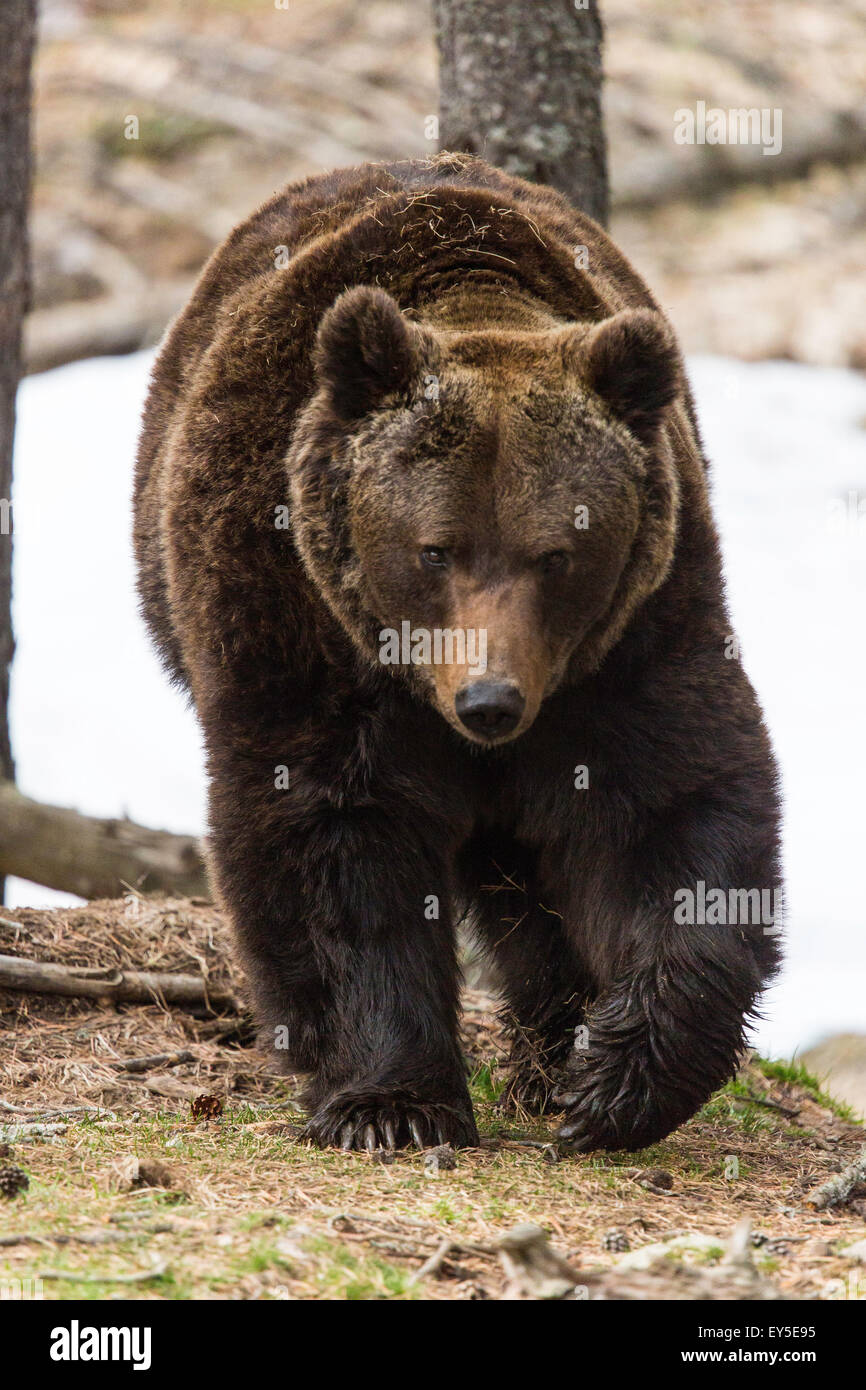 Brown Bear - Animal Park Angles Pyrenees France Stock Photo - Alamy