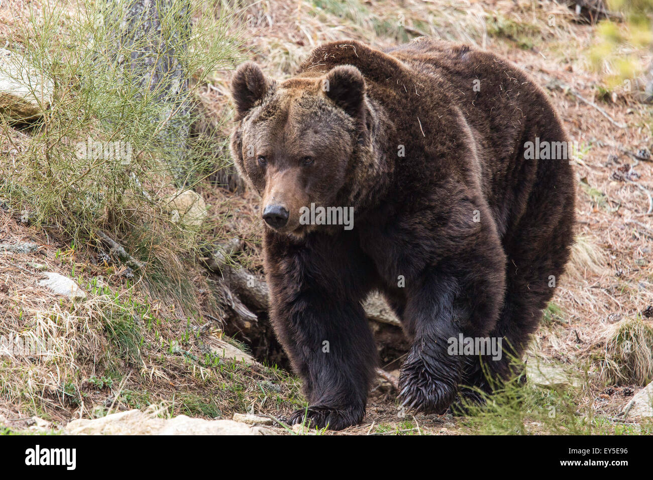Brown Bear - Animal Park Angles Pyrenees France Stock Photo - Alamy