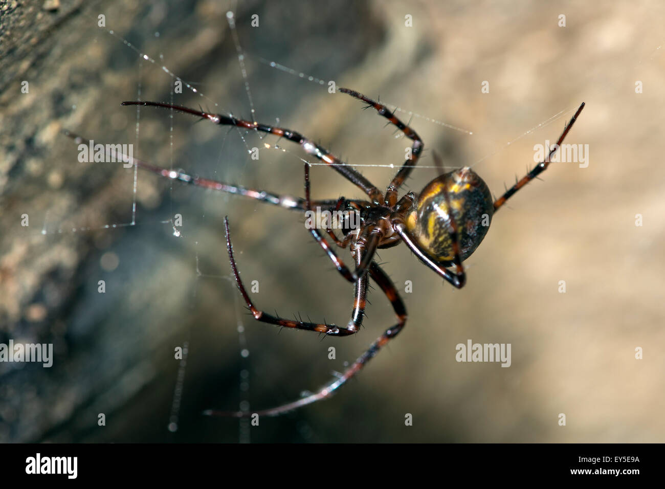 Cave Spider in a cave - France Stock Photo - Alamy