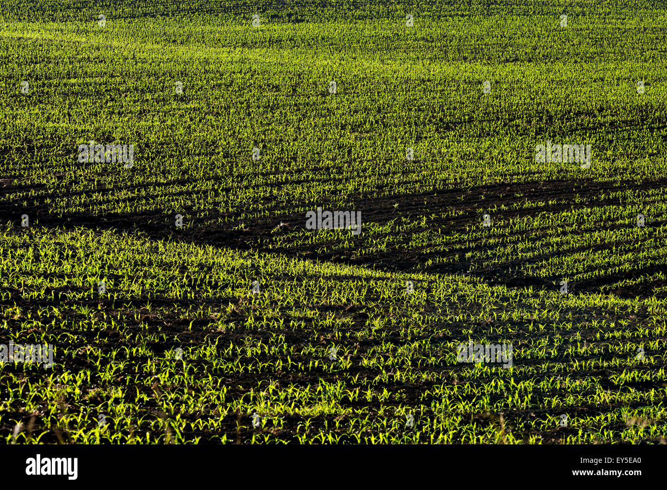 Corn field in spring - France Stock Photo - Alamy