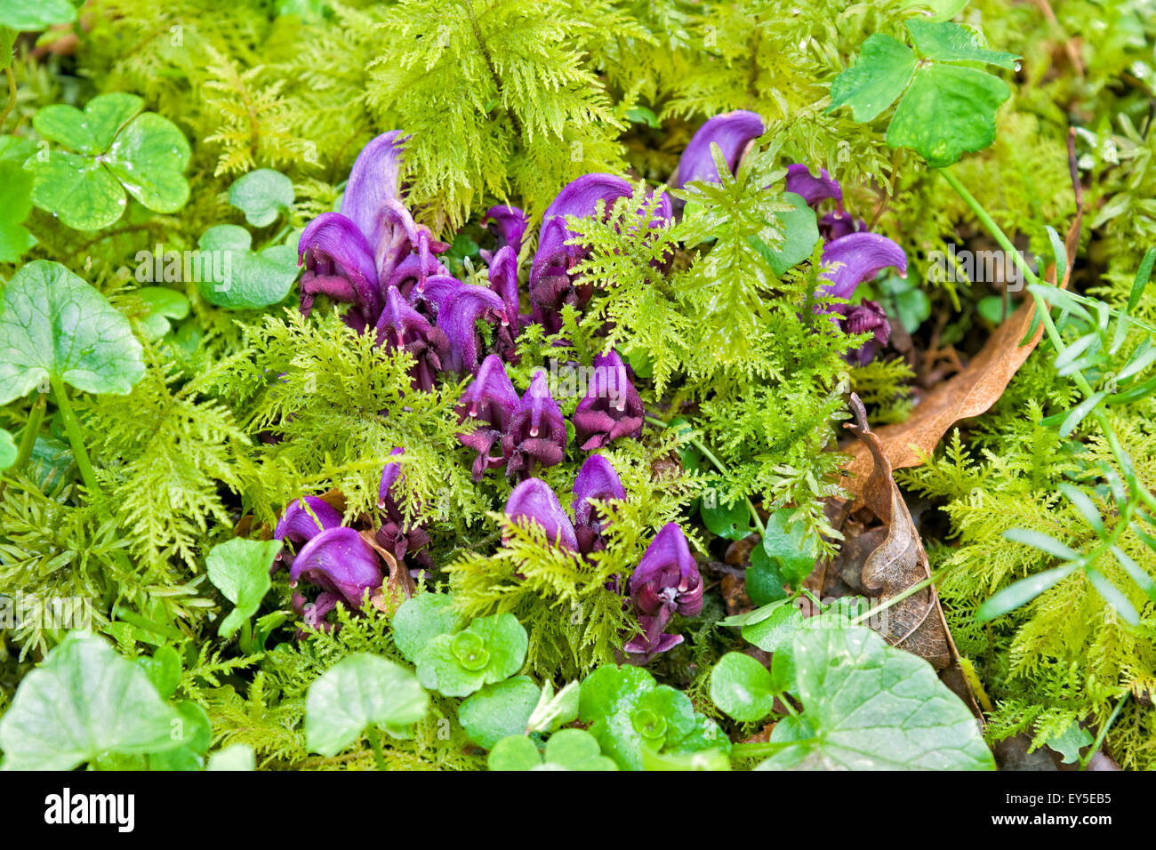 Purple Toothwort flowering wet undergrowth - Pyrenees France Parasitic ...