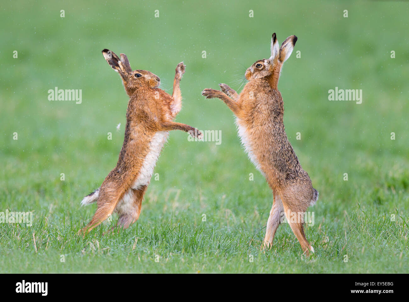Boxing Hares High Resolution Stock Photography and Images - Alamy