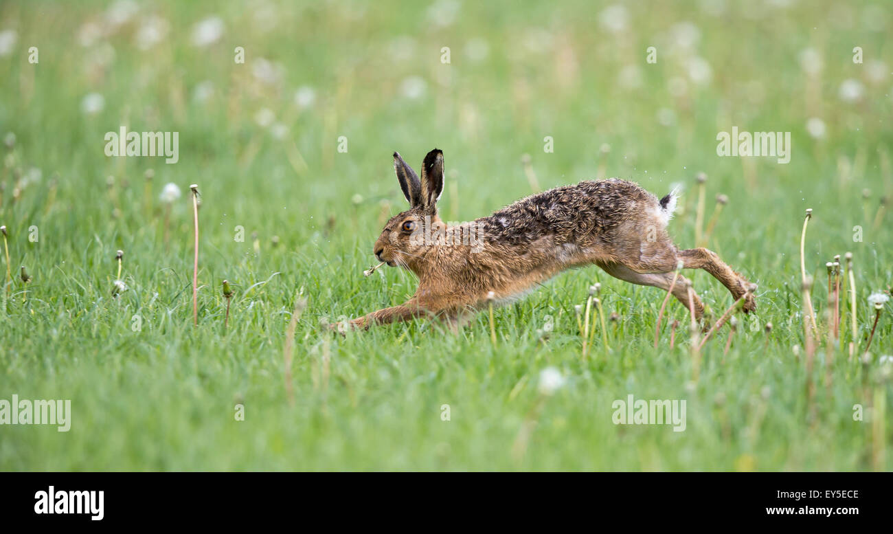 Brown Hare running in a meadow at spring - GB Stock Photo - Alamy