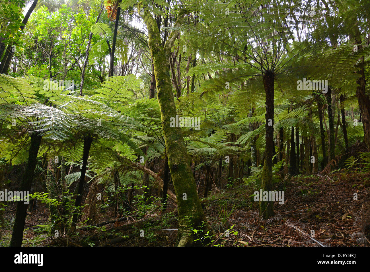 Tree Ferns - Twin Kauri Reserve New Zealand Stock Photo - Alamy