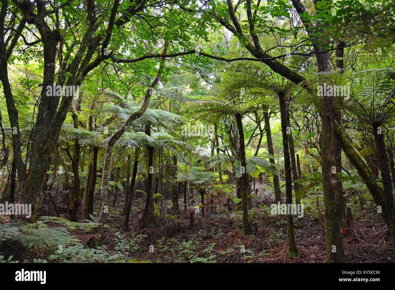 Tree Ferns - Twin Kauri Reserve New Zealand Stock Photo - Alamy