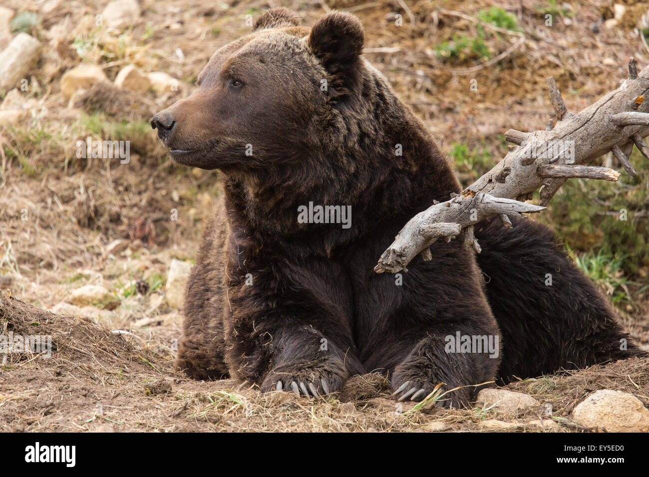Brown bear playing with a branch - Pyrenees France Animal Park Angles ...