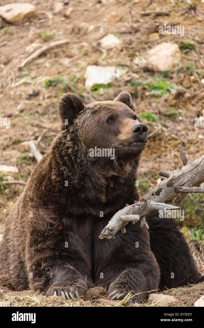 Brown bear playing with a branch - Pyrenees France Animal Park Angles ...