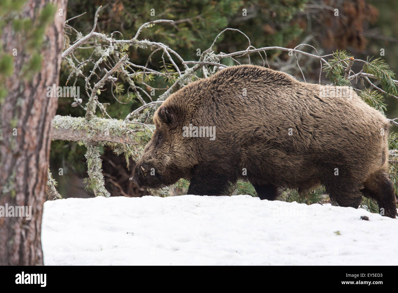 Eurasian wild boar in the woods - Pyrenees France Animal Park Angles ...