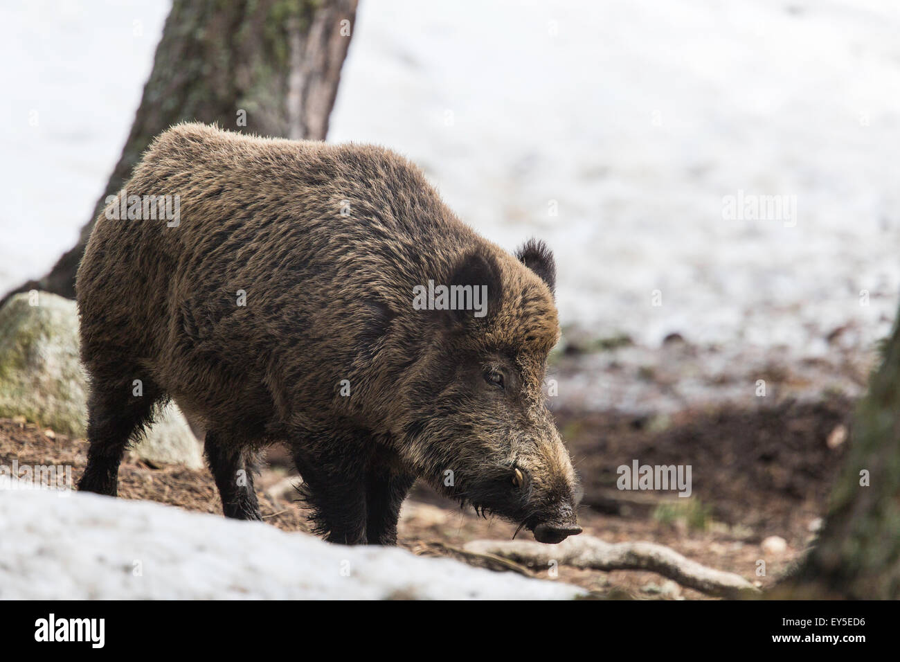 Eurasian wild boar in the woods - Pyrenees France Animal Park Angles ...
