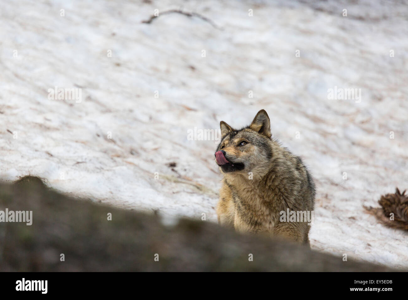 European wolf in the snow - Pyrenees France Animal Park Angles Stock ...