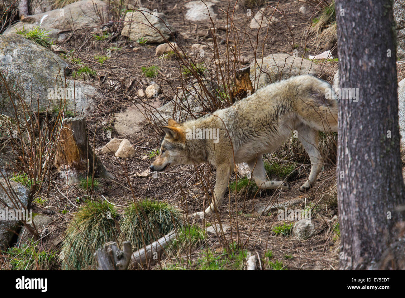European wolf in woods - Pyrenees France Animal Park Angles Stock Photo ...