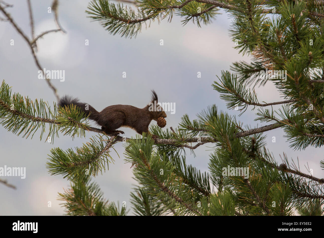 Eurasian Red Squirrel nut on a branch - Pyrenees France Animal Park ...