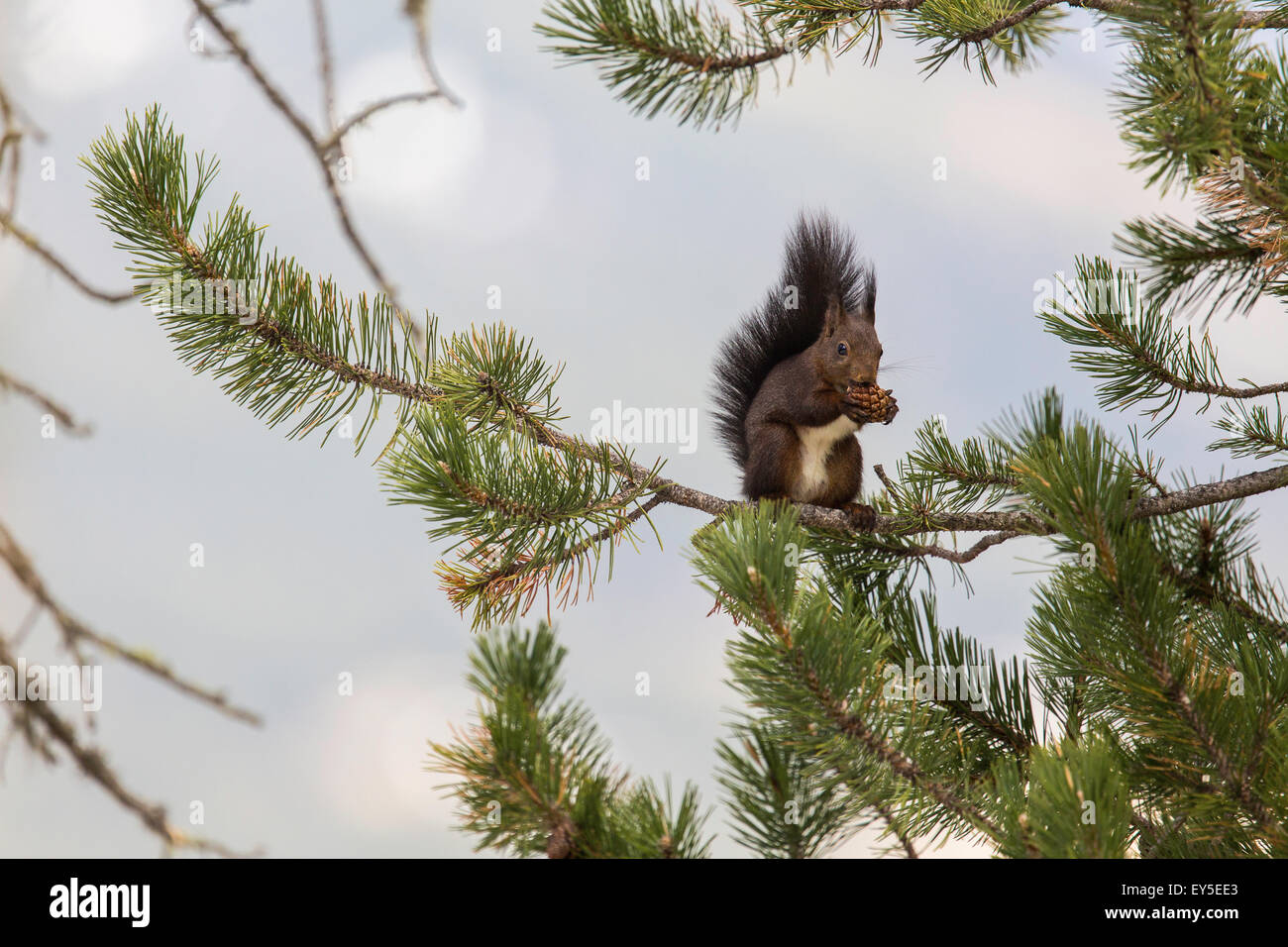 Eurasian Red Squirrel nut on a branch - Pyrenees France Animal Park ...