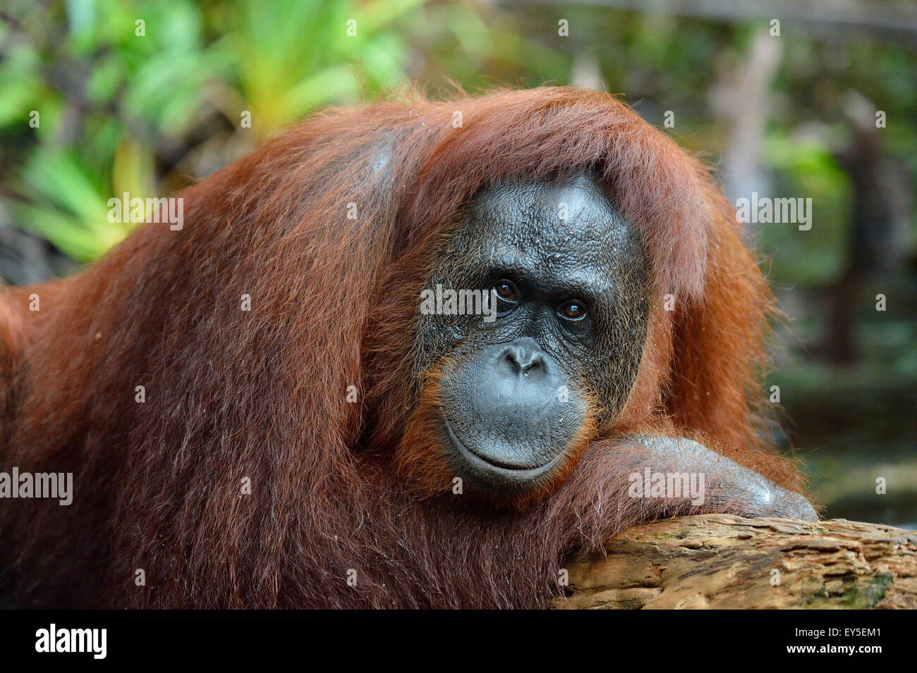 Orang-utang - Indonesia Stock Photo - Alamy