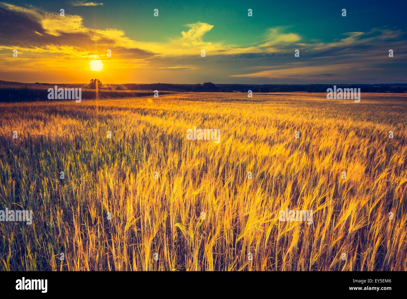Vintage photo of sunset over corn field at summer. Beautiful grown corn ...