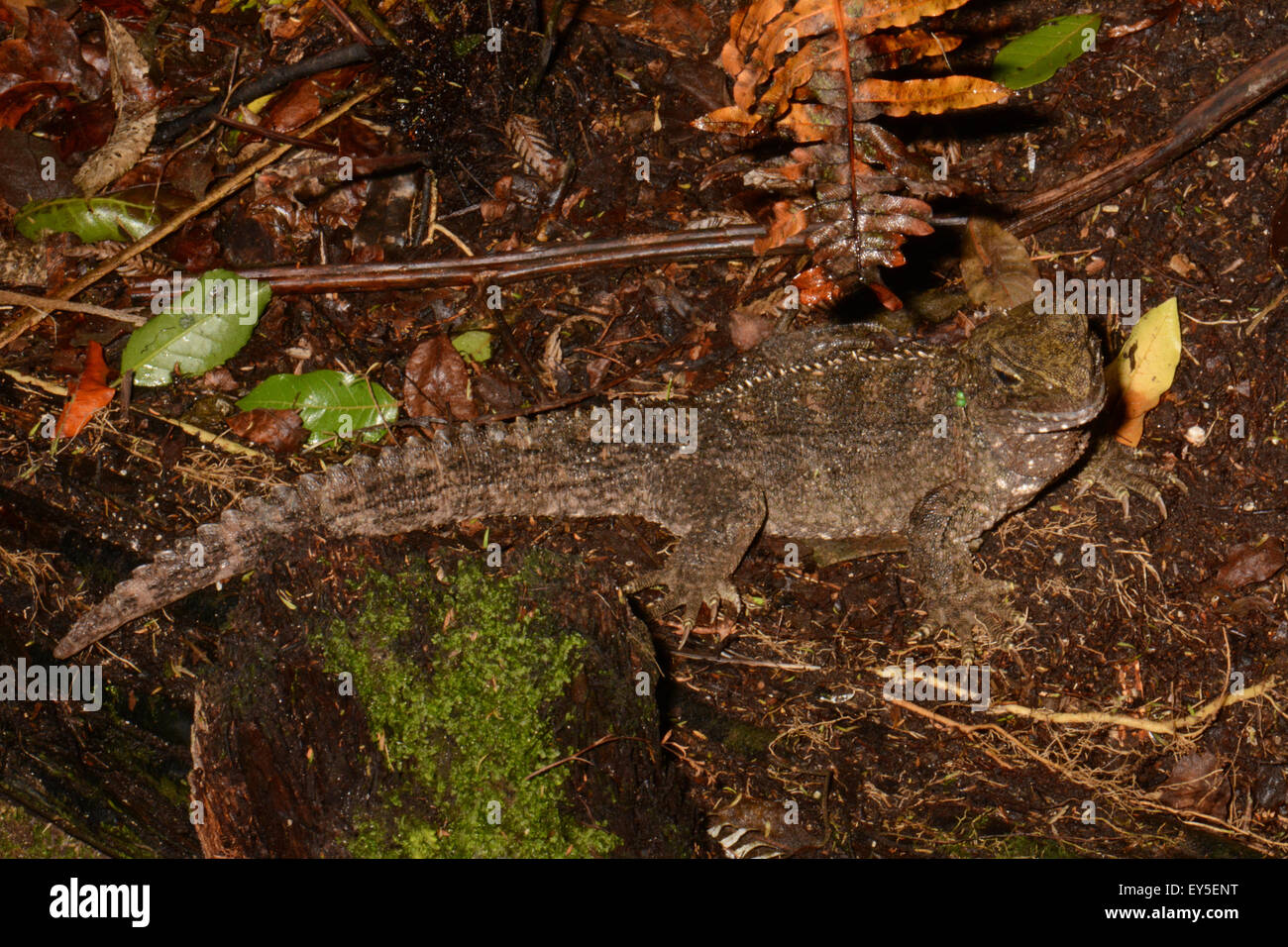 Tuatara - North Island New Zealand Stock Photo - Alamy
