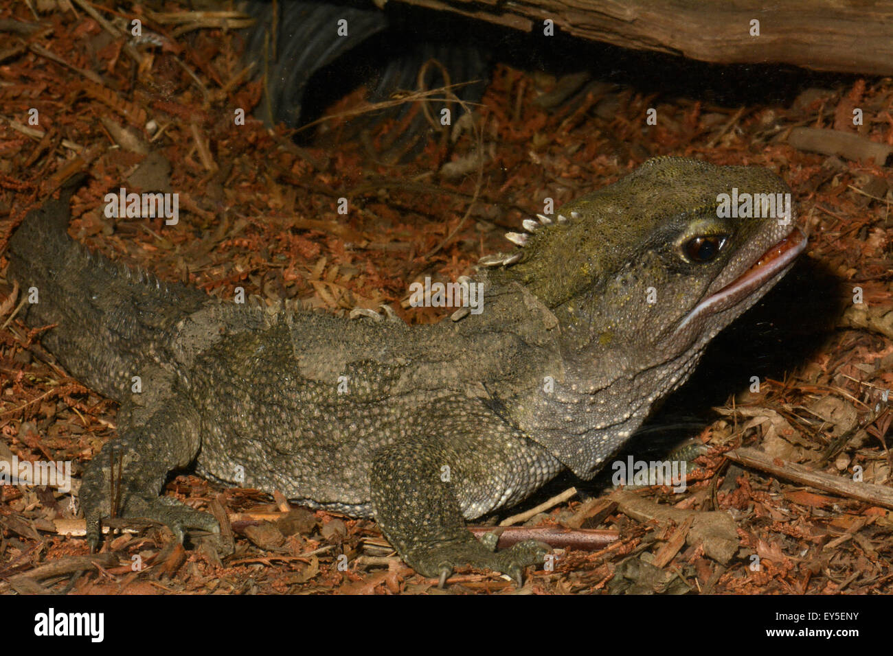 Tuatara - North Island New Zealand Stock Photo - Alamy