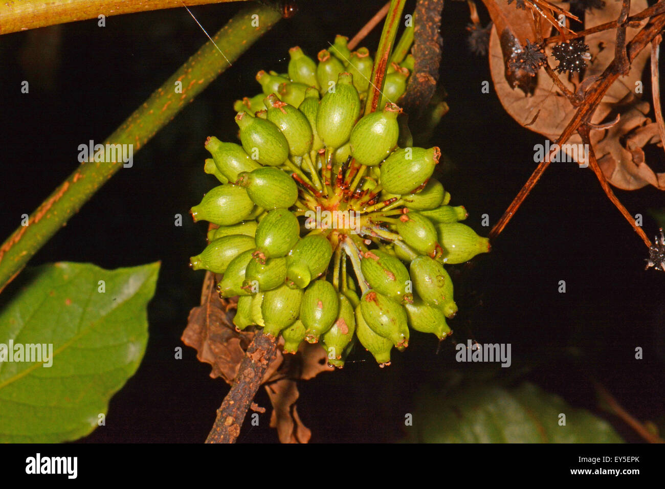 Oxera fruits - New Caledonia Stock Photo - Alamy