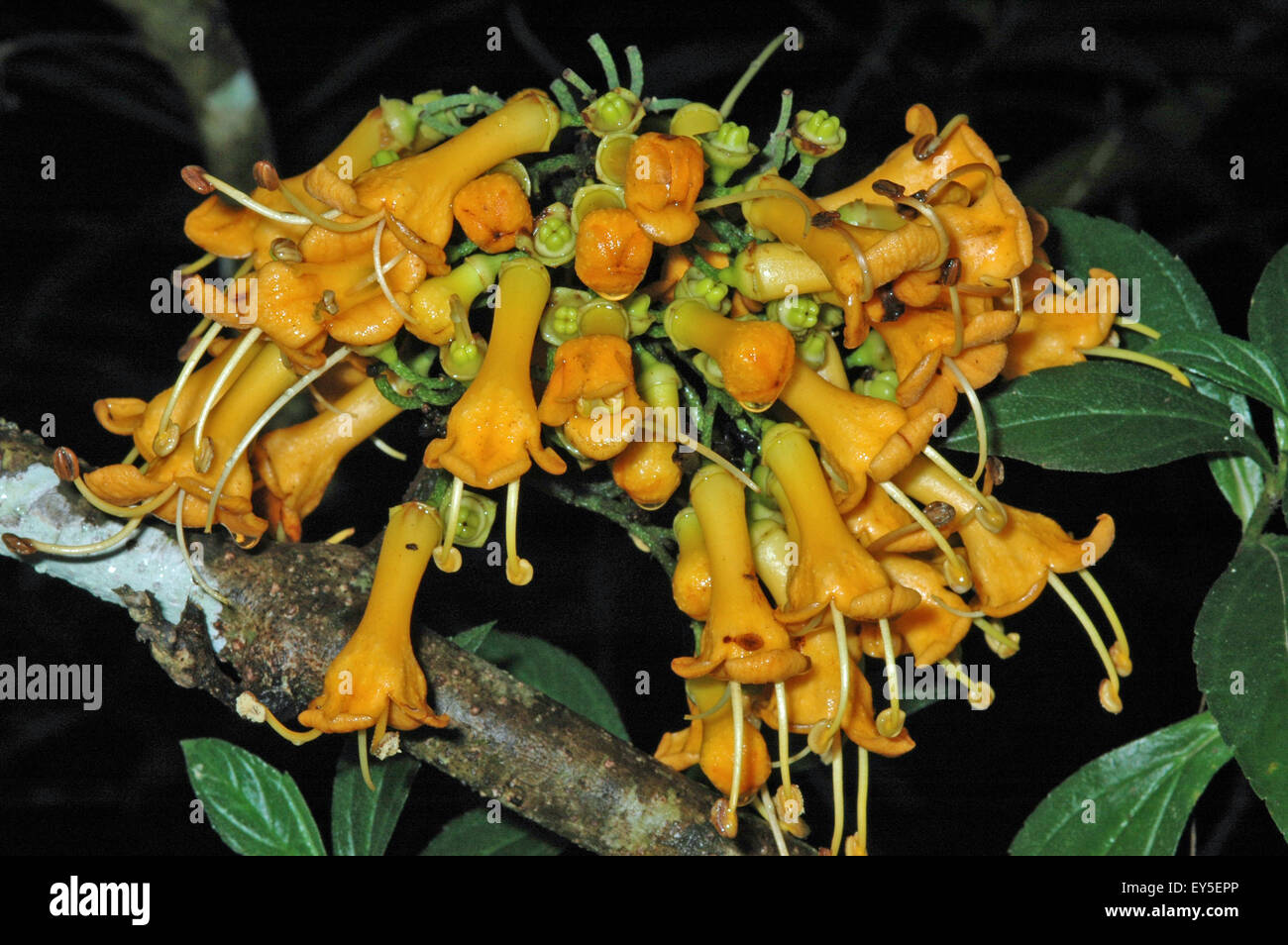 Oxera palmatinervia flowers - New Caledonia Stock Photo - Alamy