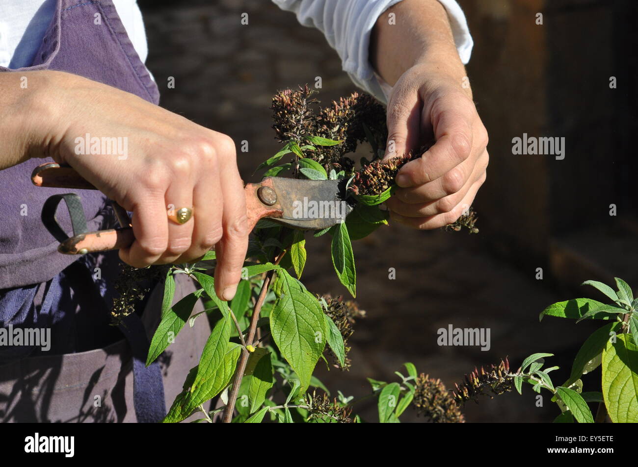 Cutting of buddleja faded flowers in a garden Stock Photo - Alamy