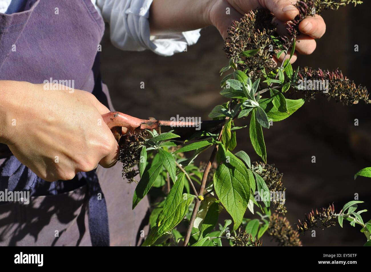 Cutting of buddleja faded flowers in a garden Stock Photo - Alamy
