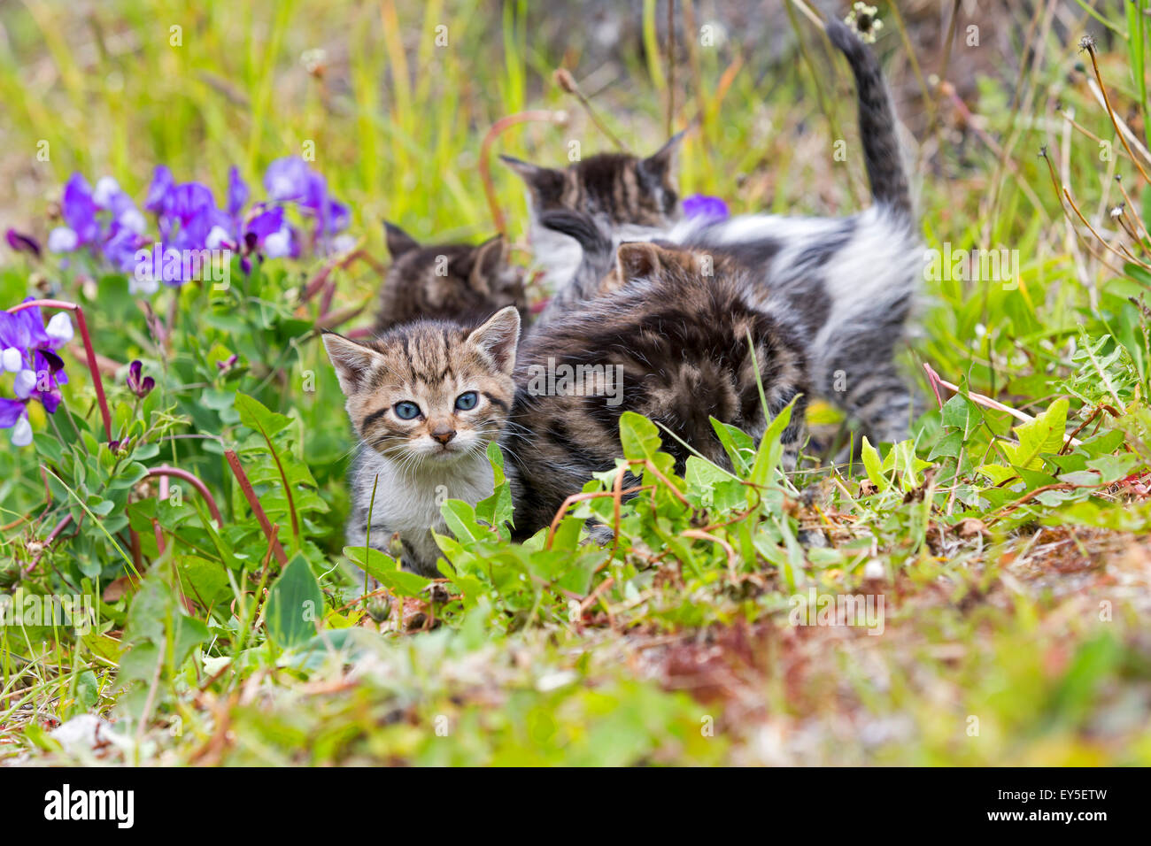 Tabby kitten playing in the grass - Torres del Paine Chile Stock Photo ...