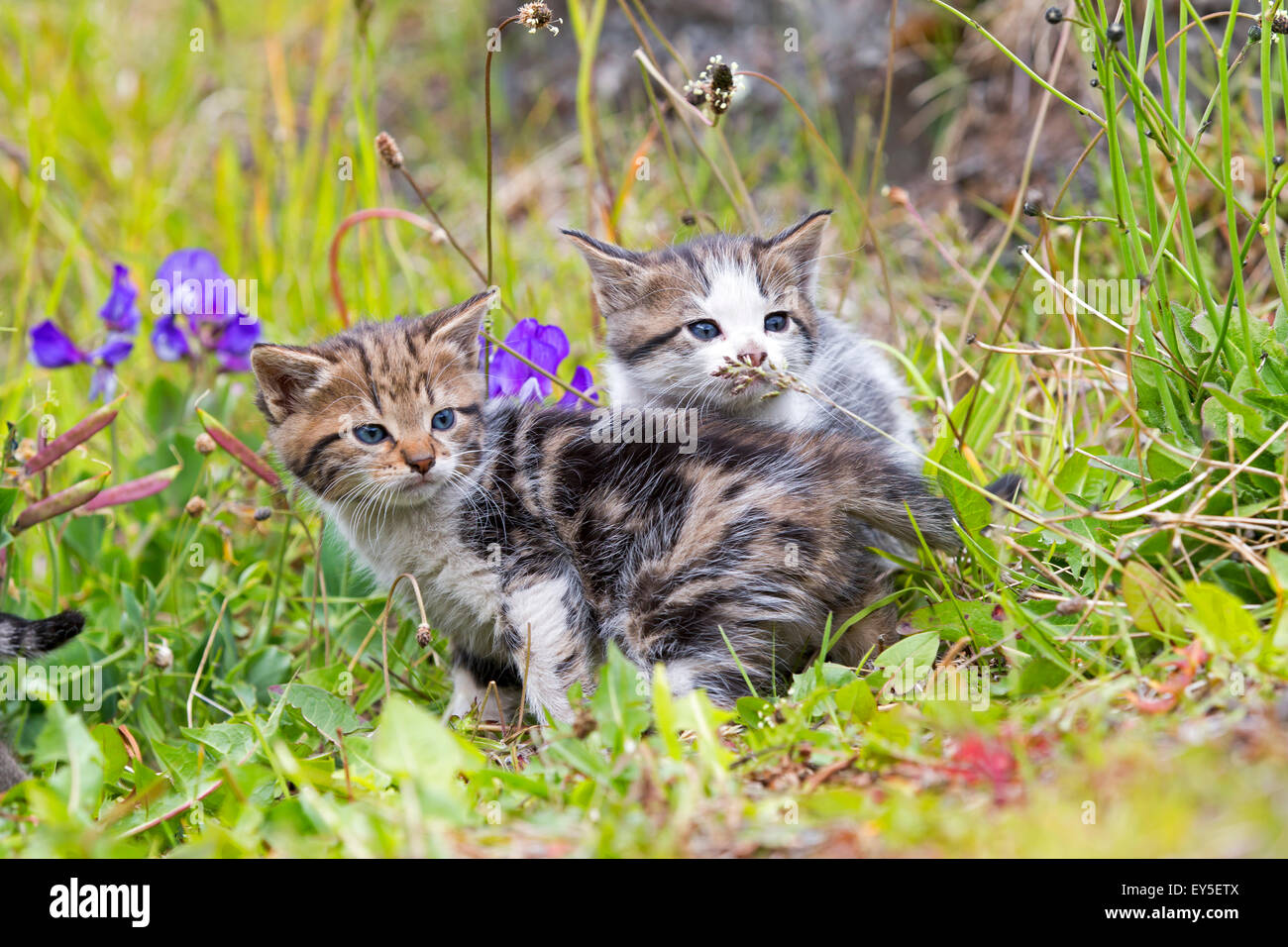 Tabby kitten playing in the grass - Torres del Paine Chile Stock Photo ...