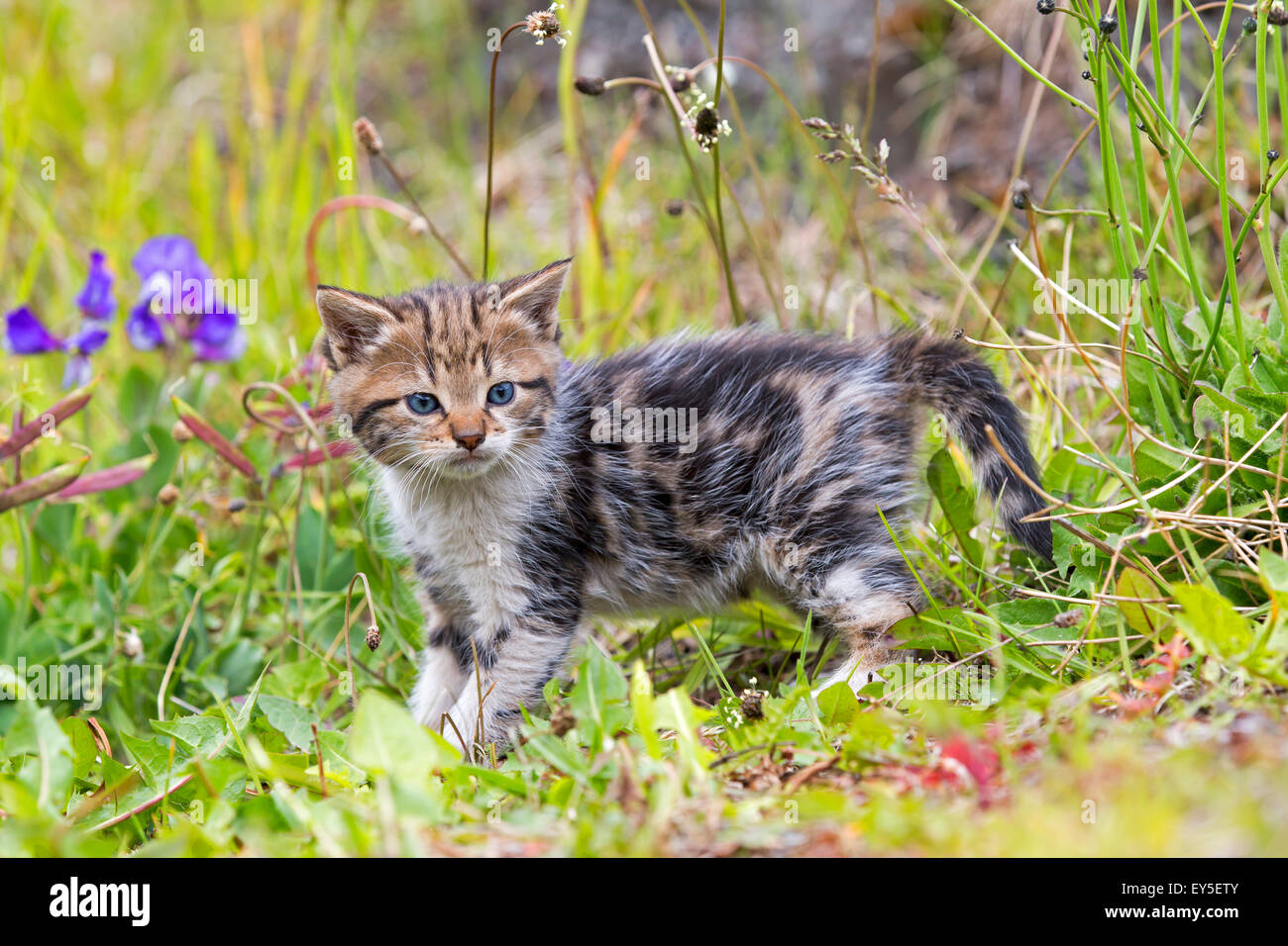Kitten grass hi-res stock photography and images - Alamy