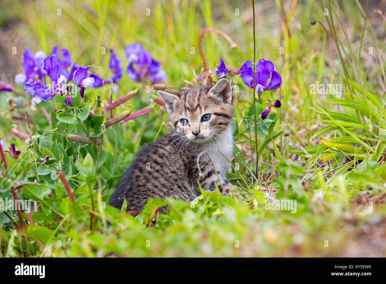 Tabby kitten in the grass - Torres del Paine Chile Stock Photo - Alamy