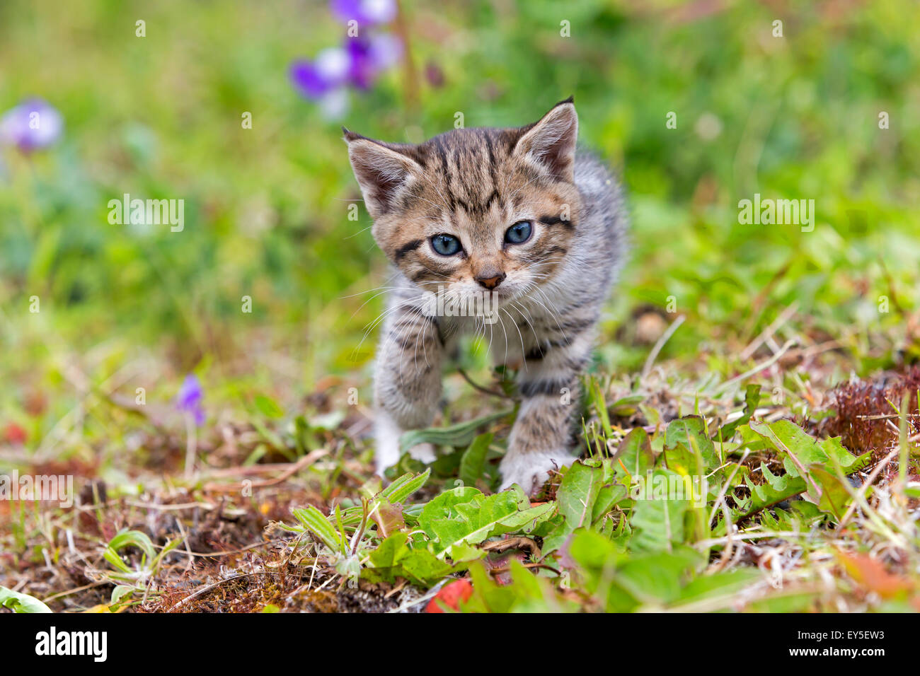 Tabby kitten walking in the grass - Torres del Paine Chile Stock Photo ...