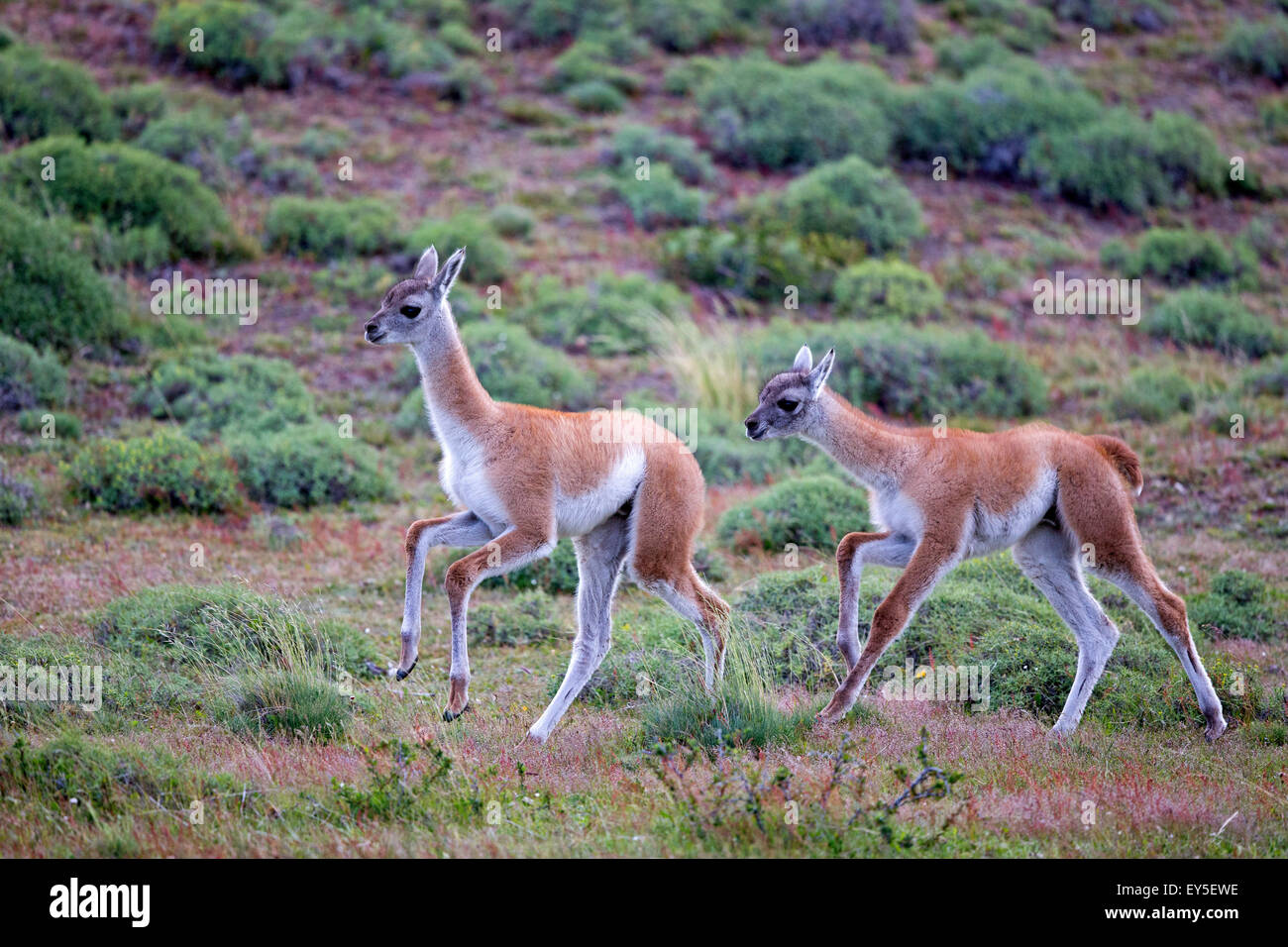 Young Guanacos running in the steppe-Torres del Paine Chile Stock Photo ...