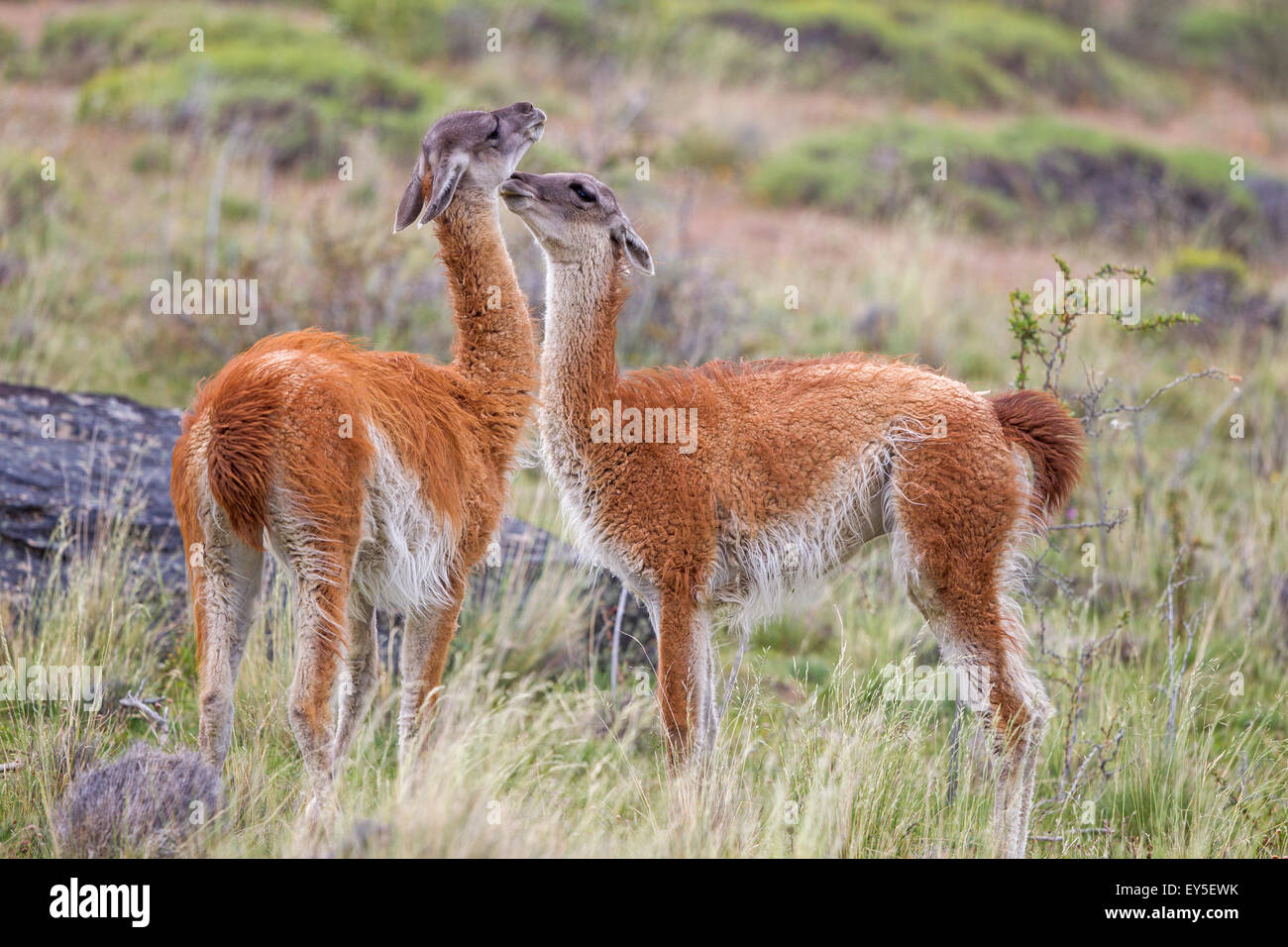 Guanacos fighting in the steppe - Torres del Paine Chile Stock Photo ...