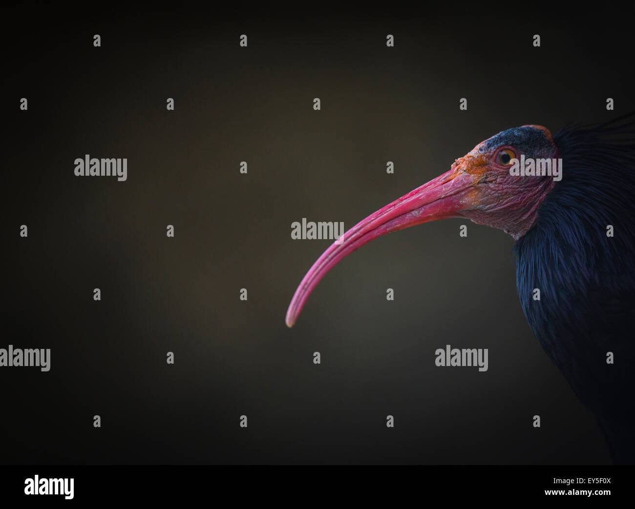 Portrait of Northern Bald Ibis Stock Photo - Alamy